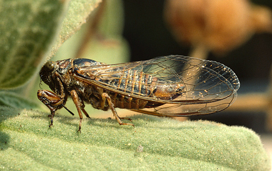 Ordenes de Insectos : Homoptera