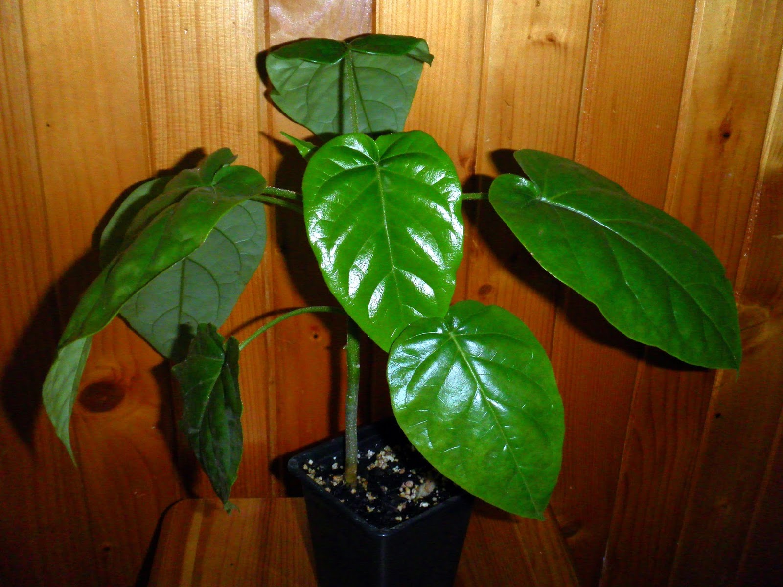 Scirpidiella's Plants: Hardy Tamarillos (Cyphomandra sp.div.)