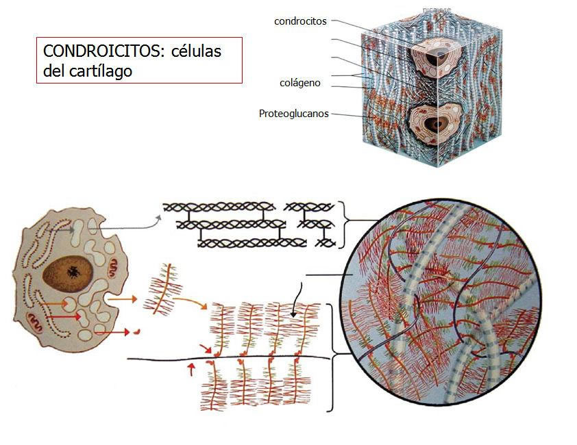 estreptociencia: NEURONAS Y CELULAS MADRE