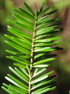 Hoja acicular (acicularis) - Botánica integra