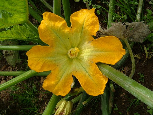 FITOMOR: ABOBOREIRA - Cucurbitaceae