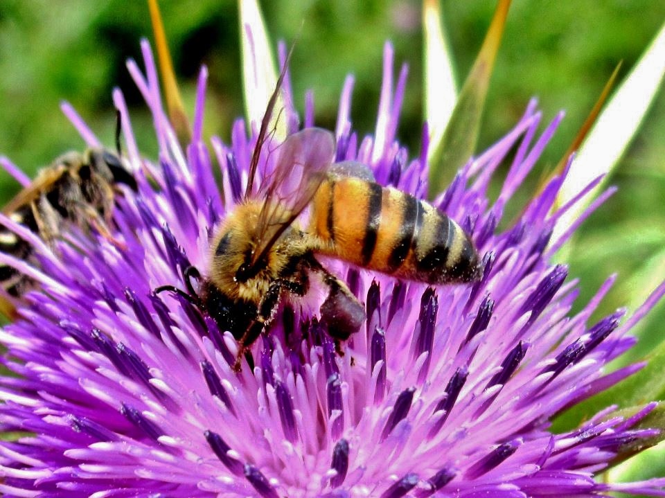 Biodiversity of Cyprus by NGO Protection of the Natural Heritage and ...