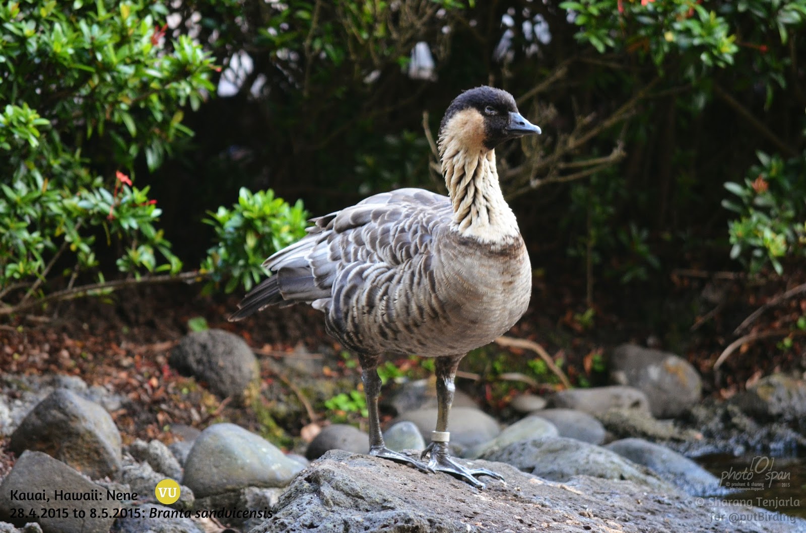 Nene (Hawaiian goose): Branta sandvicensis | Photo Span