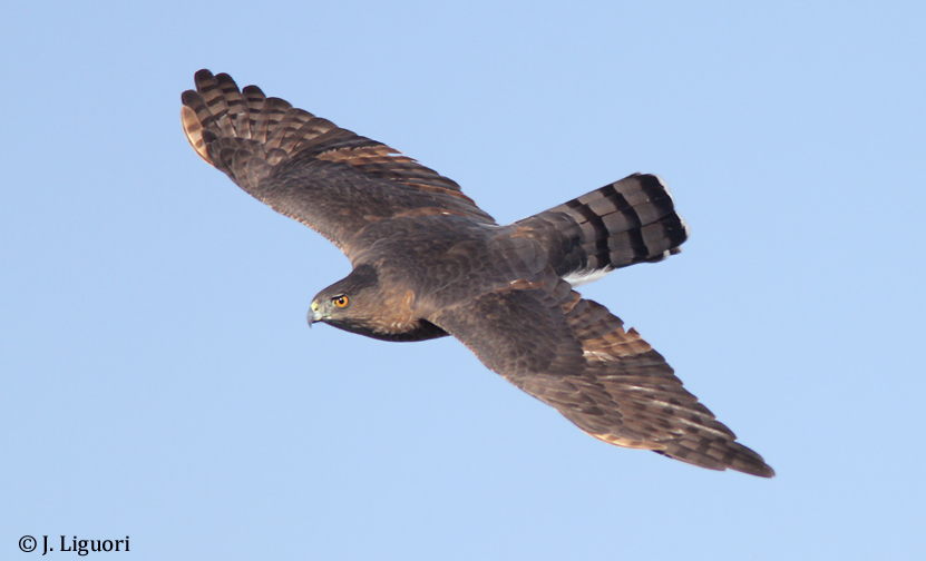 Raptor Identification and Photography: Sub-adult Accipiters?