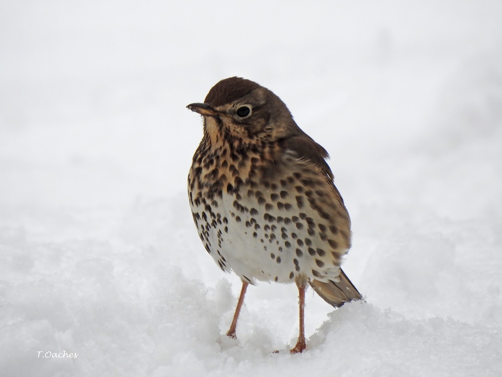PASARI DIN ROMANIA: STURZ CANTATOR, Turdus philomelos