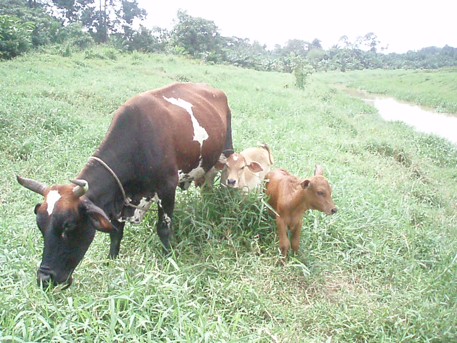 Warisan Petani: Ternakan Lembu 1