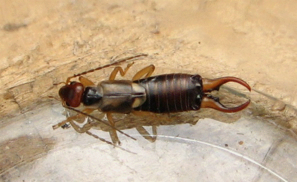 Control biológico : INSECTOS DEPREDADORES: Dermaptera