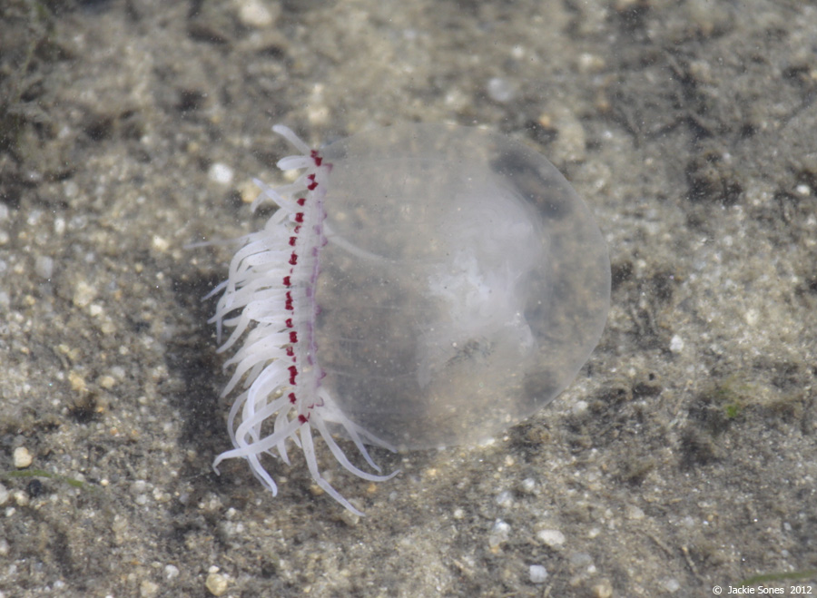 The Natural History of Bodega Head: Jellies in the WGC