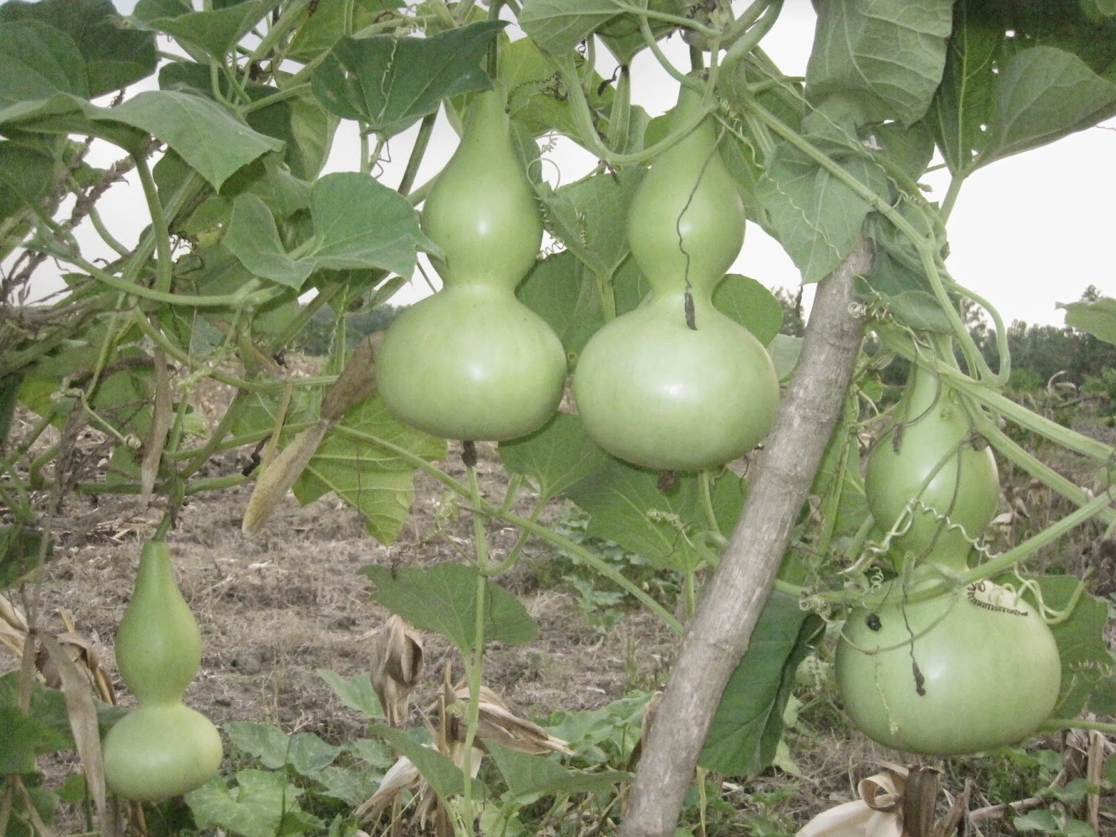 Labu China / Labu Botol / Labu Dewa mabuk / Labu Drunken Master
