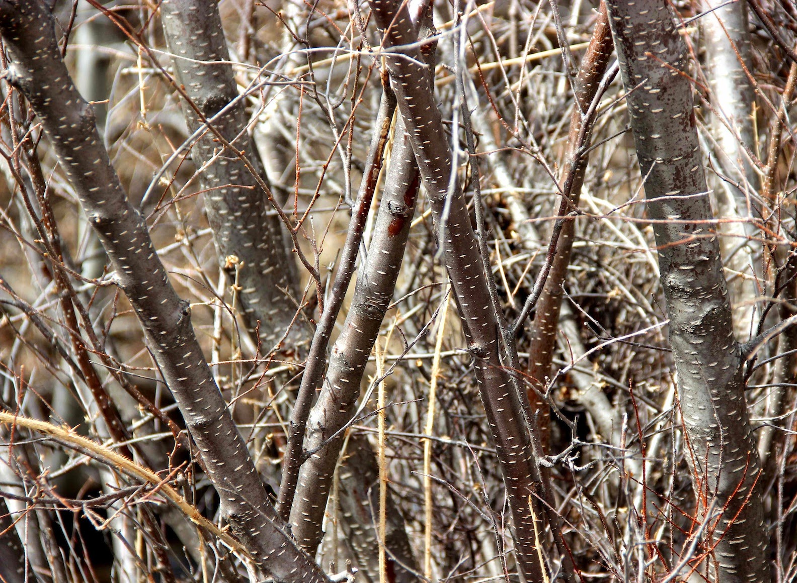 In the Company of Plants and Rocks: Are you an alder or a birch?