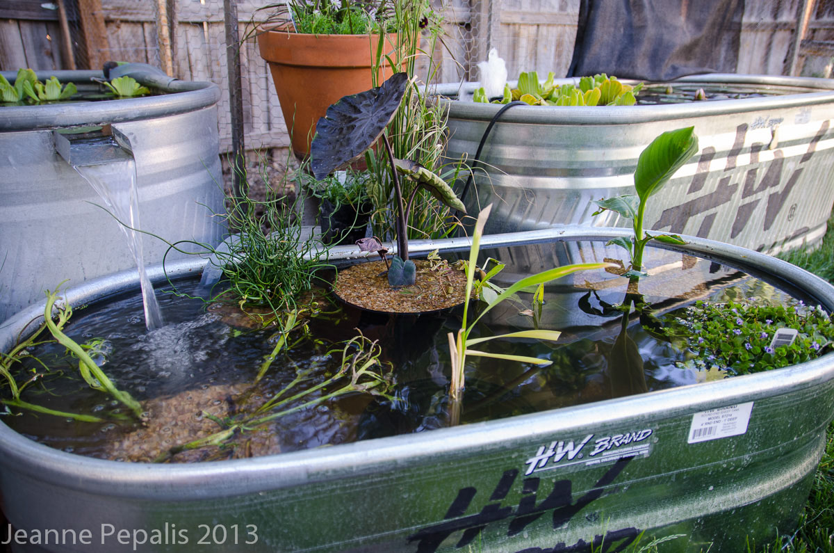 stock tank koi pond Pond fish backyard aquarium ponds aquariums awesome ...