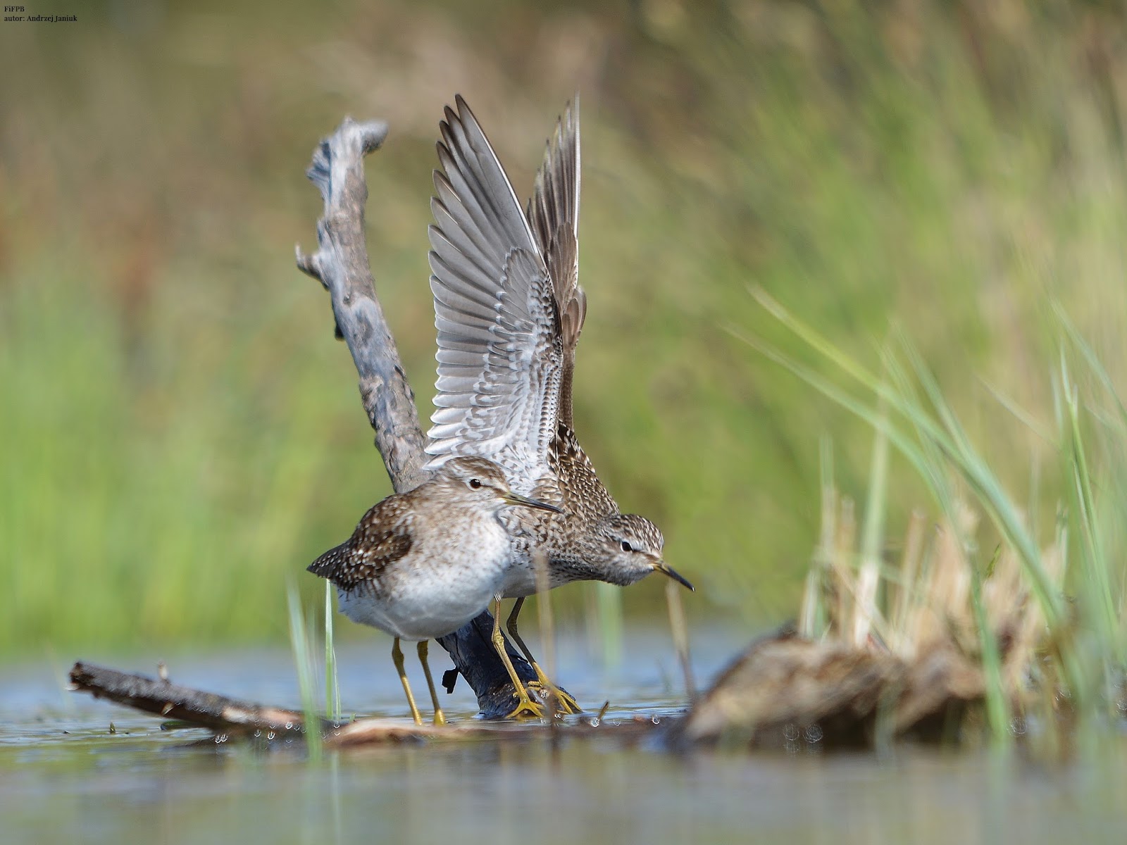 Fauna i Flora Puszczy Białowieskiej: Łęczak - Tringa glareola