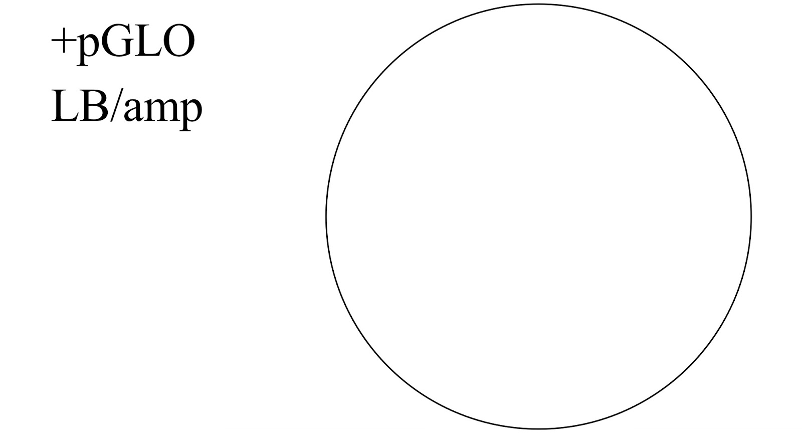 AP Biology Blog - Mark Ingram P.7: pGLO Transformation Experiment