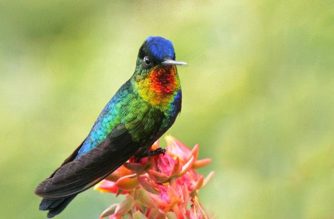 ECOSISTEMAS DE COSTA RICA: ZONA PROTECTORA LAS TABLAS