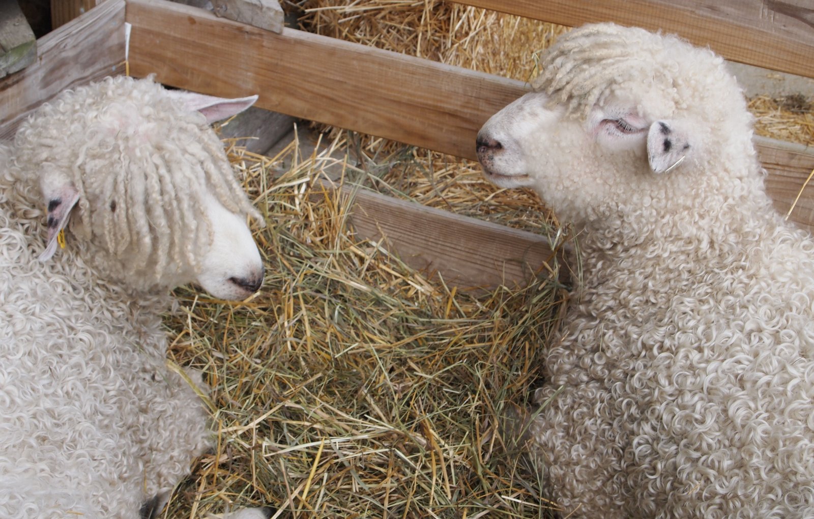Wool love-functional fiber art: 2013 Maryland Sheep and Wool Festival