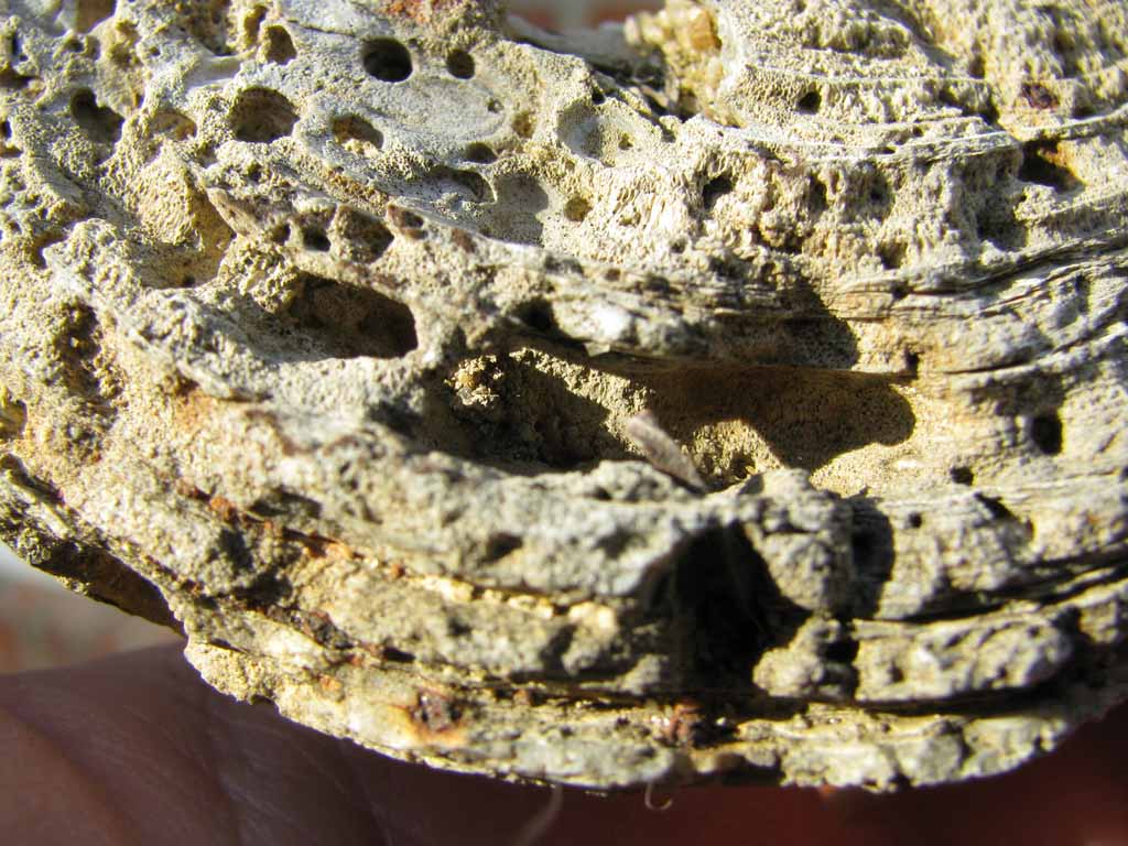 Views of the Mahantango: Evidence of the boring sponge Cliona cretacica ...