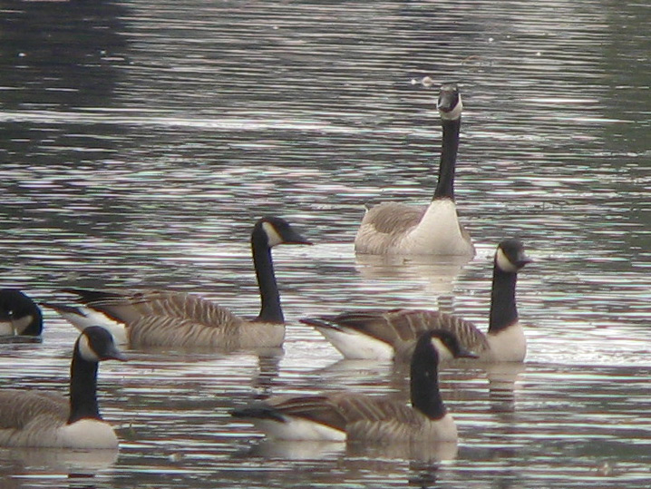 Pioneer Birding: MA - probable 'Giant' Canada Goose - 10/20