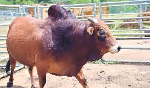 Ilmu Untuk Ternakan Ruminan: Baka-Baka Lembu