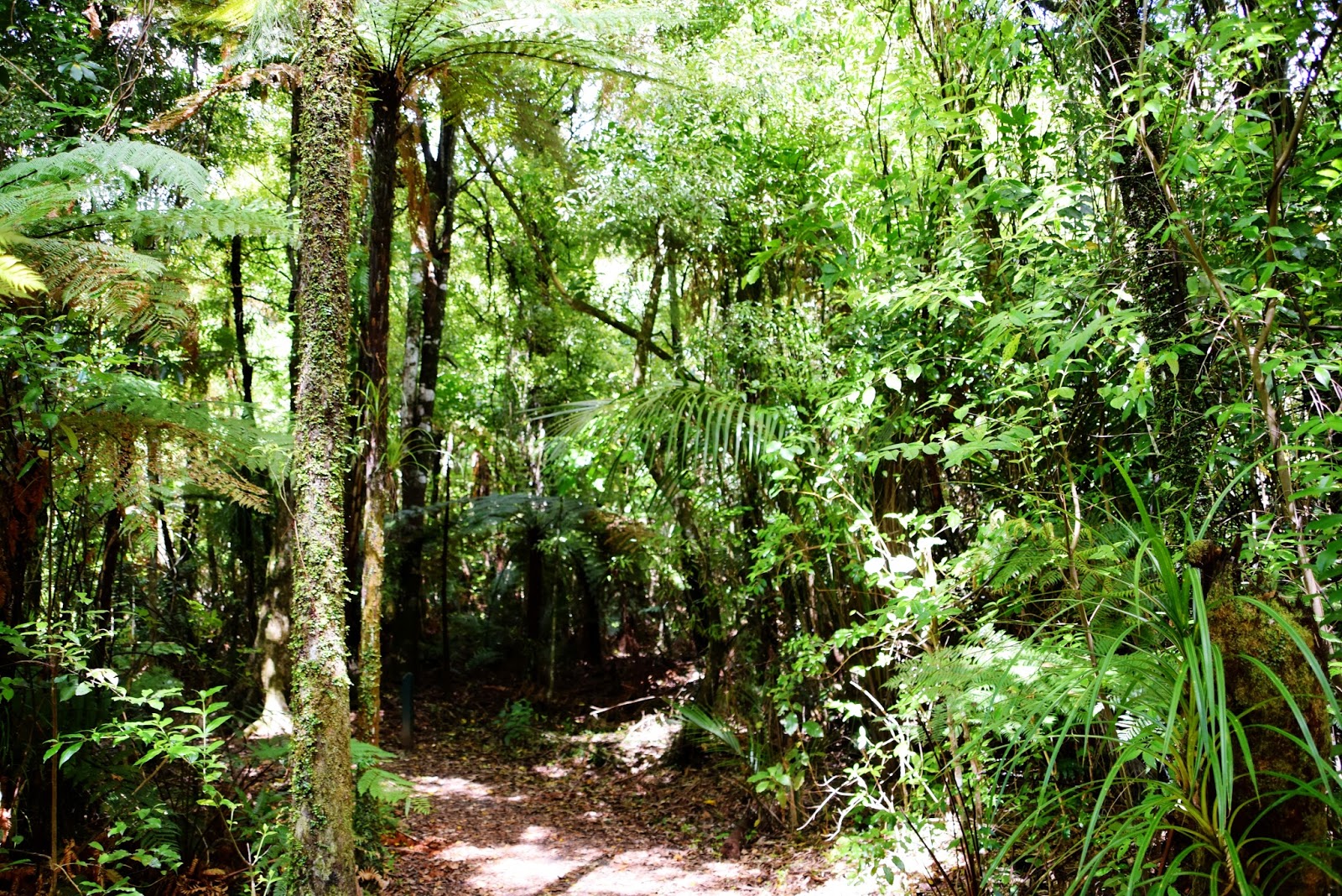 Love and Happiness: Mount Pirongia, New Zealand