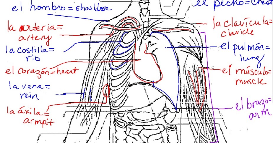 Spanish 2: Apuntes para el pecho