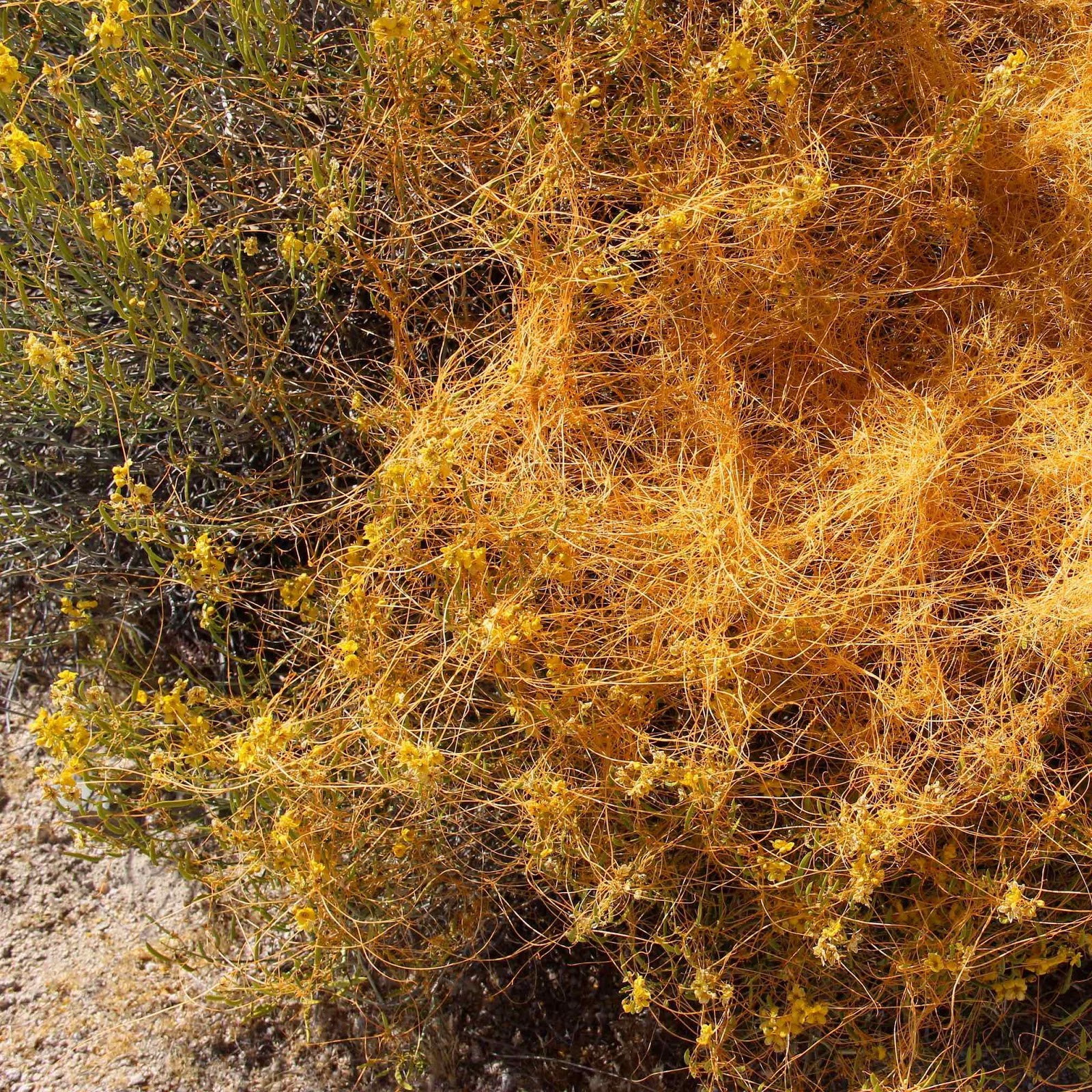 In the Company of Plants and Rocks: Dodder—a Dangerous & Desperate Lover
