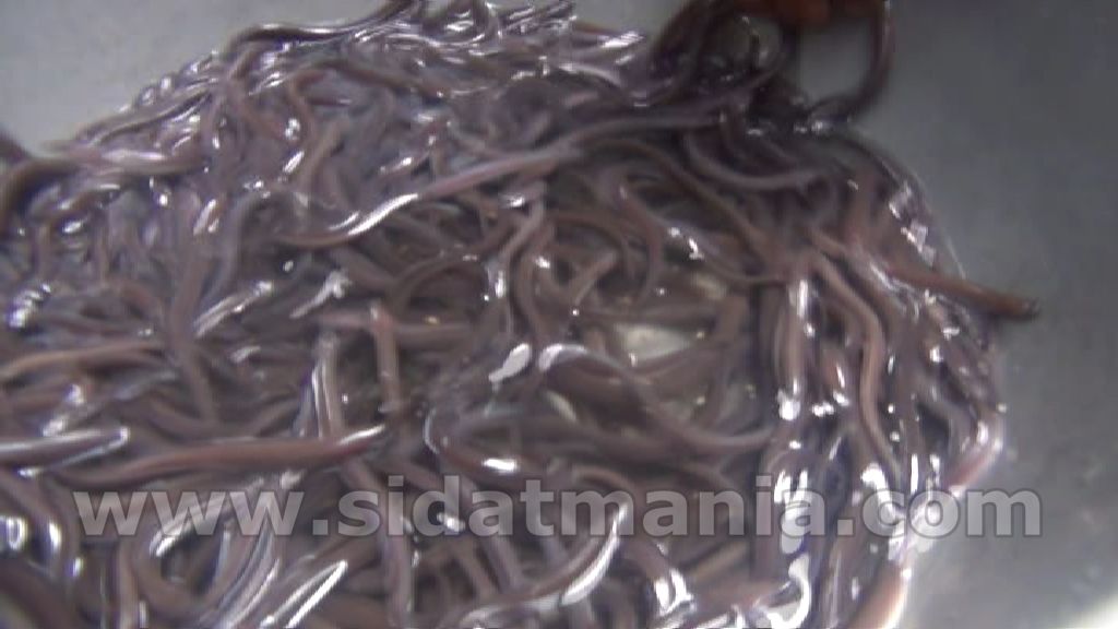 Ikan Sidat Ukuran Elver Jenis Bicolor | Foto Ikan Sidat