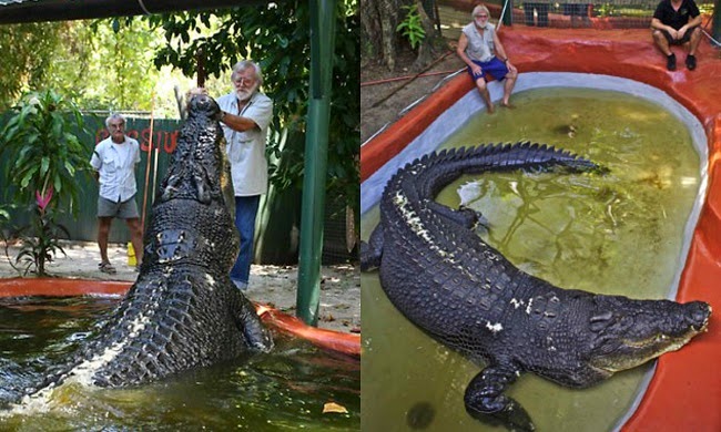 Inilah Lima Buaya Terbesar di Dunia | Publish Content