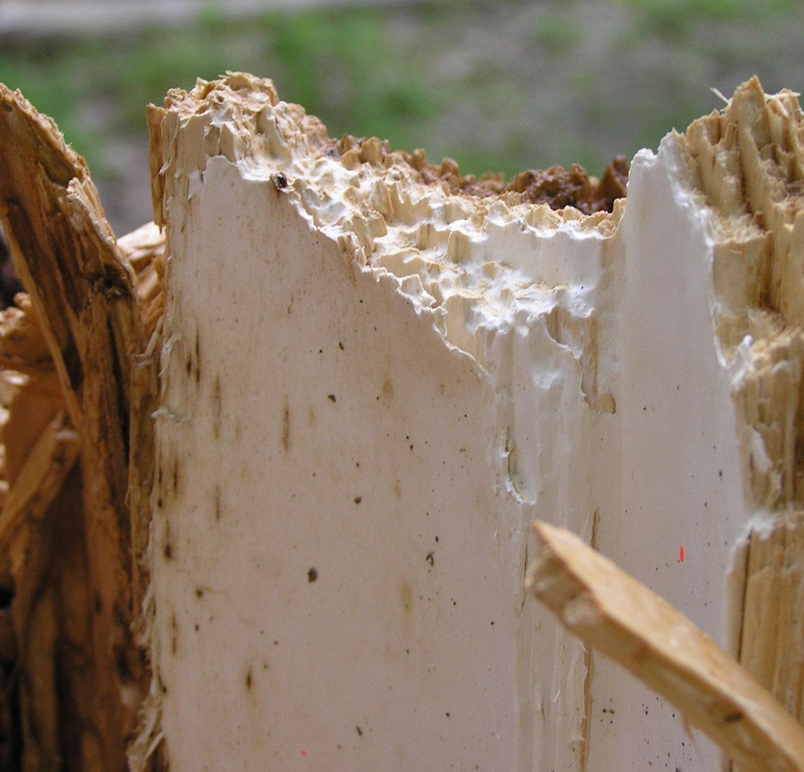 this world we live in: Fungi: rotting civilisation from its very ...