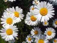 MATEMATIKA ITU GAMPANG: Deret Fibonacci dalam Segitiga Pascal