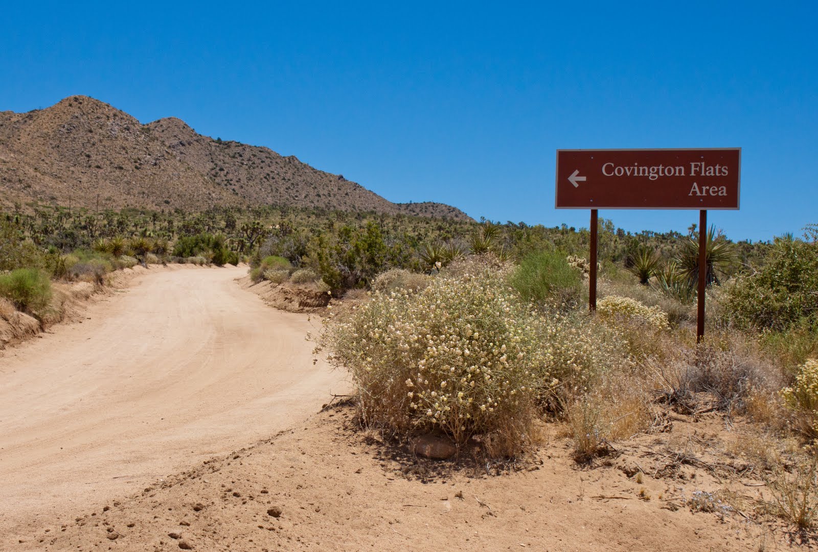 Spare Parts and Pics: Covington Flat, Joshua Tree National Park