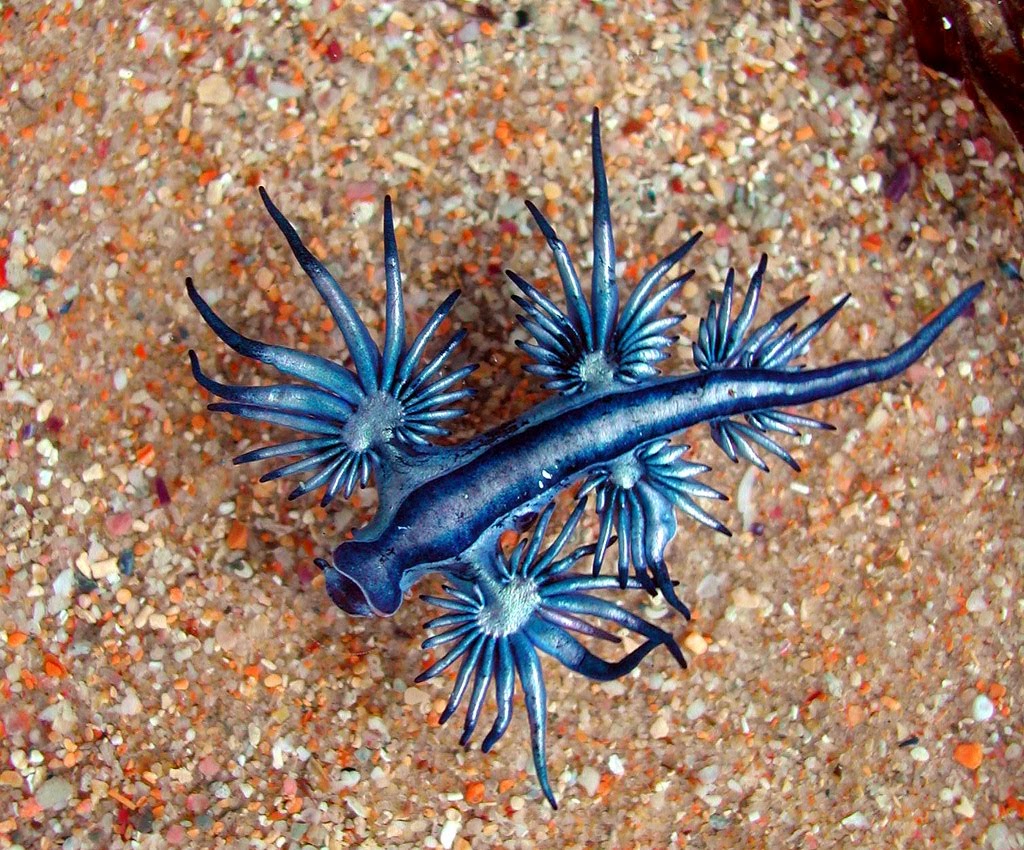 Animales curiosos por el mundo: Glaucus atlánticus