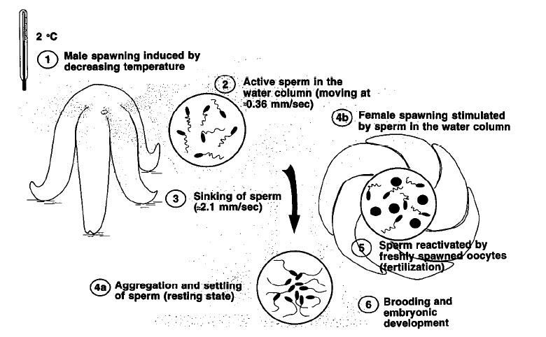 The Echinoblog: Starfish with Babies! Brooding Behavior ...