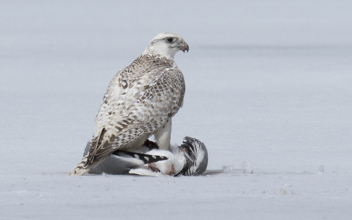 The Bruce Mactavish Newfoundland Birding Blog: More Gyrfalcon Mania