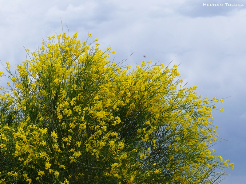 Flora Bonaerense: Retama (Spartium junceum)