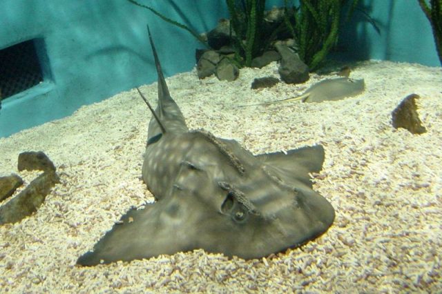 Fantastic Sea: 36 Gambar Ikan Pari Lengkap Dengan Nama Ilmiah Dan ...