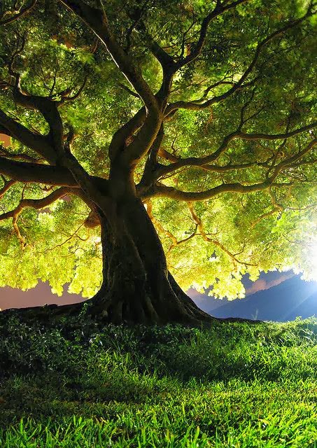 Presenting The Wonder: Outrageously Beautiful Trees