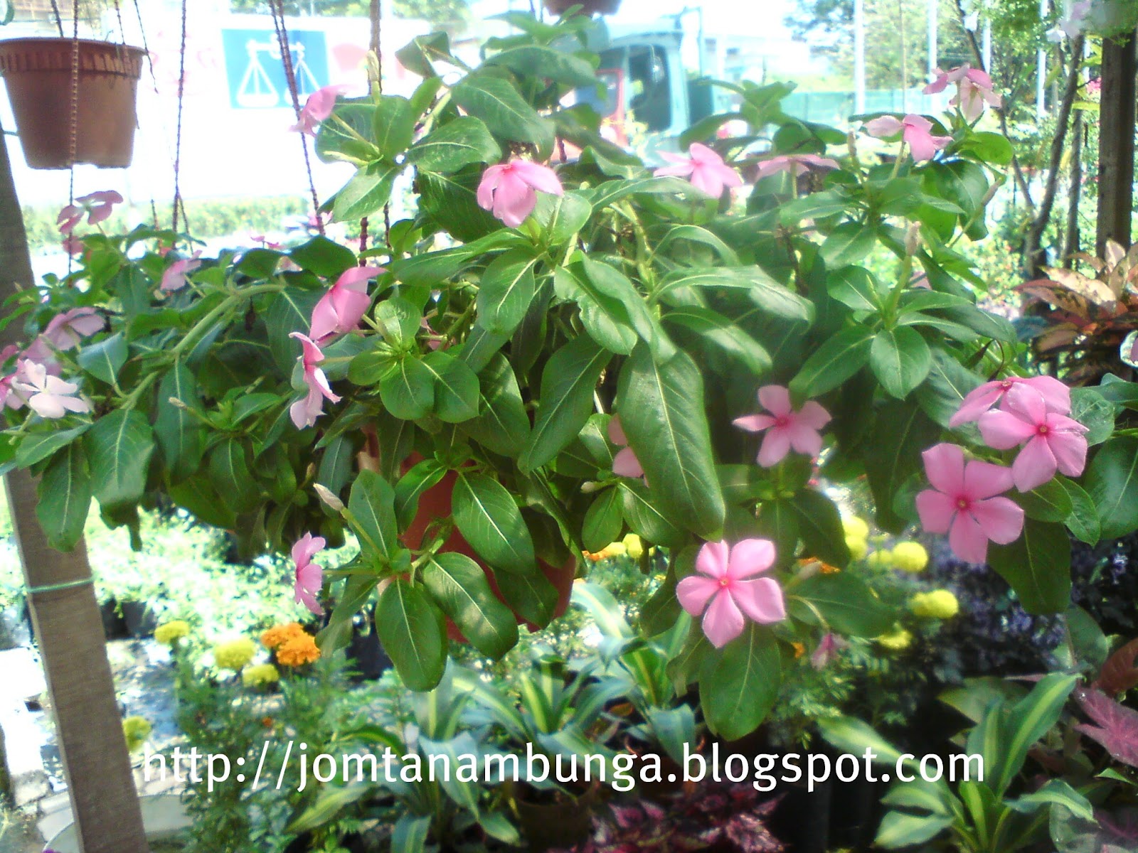 Jom Tanam Bunga: Bunga Dihukum Gantung?