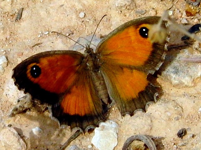 VILLENATURA: Pyronia tithonus