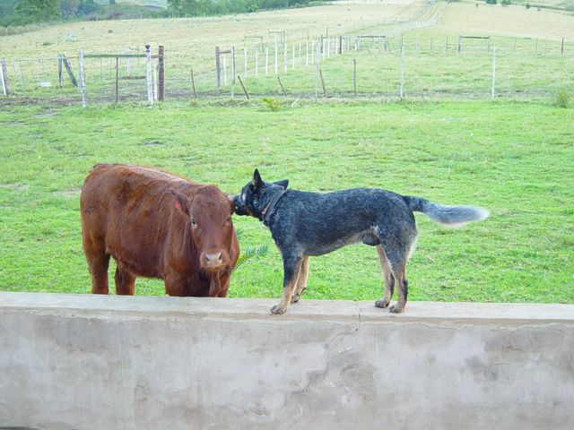 Ruiterbos Bonsmarastoet: Australiese Beeshond en maatjie