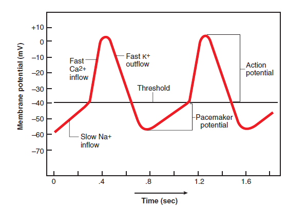 ScienceNectar : The Heart