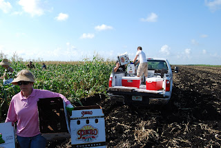 Helen A. Lockey: Gleaning Corn For Charity In Belle Glade, Florida