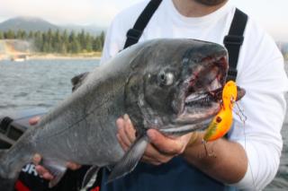 River Rocker lures what are they who makes, etc? | IFish Fishing Forum