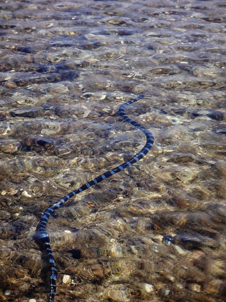 Yakushima Life: Snakes in Yakushima