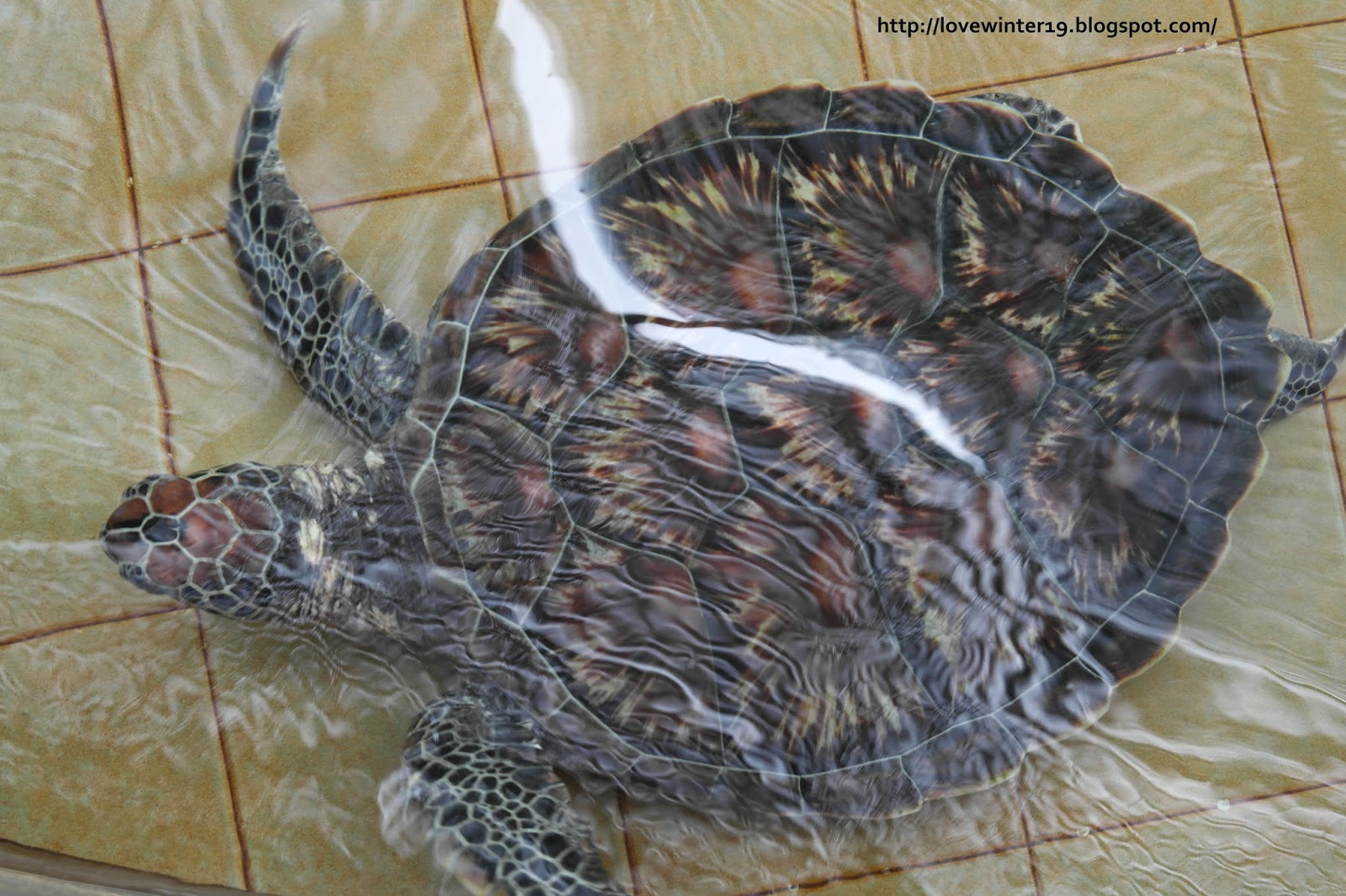 My Palace, My symphony of life and the rhythm in My heart: Segari ...