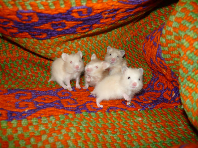 HAMSTER BEBES DE DISTINTOS COLORES: HAMSTER BEBES
