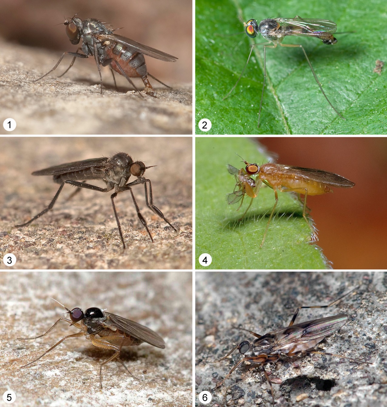 Species New to Science: [Entomology • 2018] Diversity of Saproxylic ...
