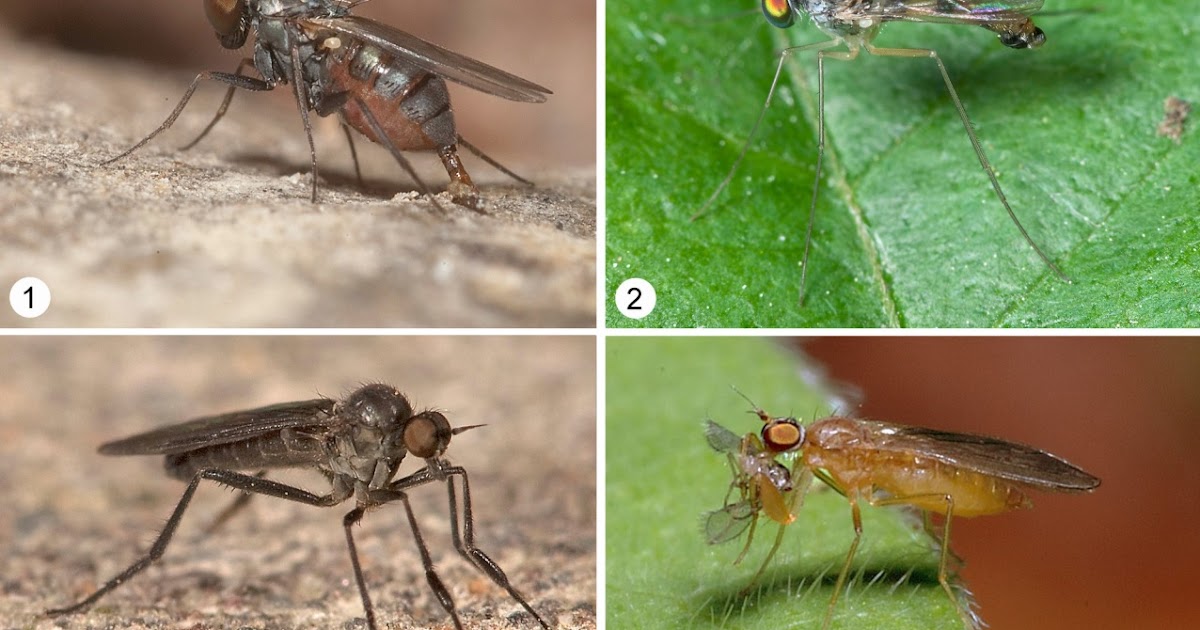 Species New to Science: [Entomology • 2018] Diversity of Saproxylic ...