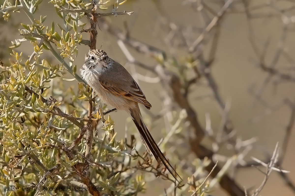 mis fotos de aves: Leptasthenura pallida Coludito Cola Negra Sureño ...