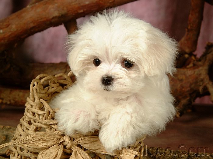 Funny Animals: Cute White Puppies