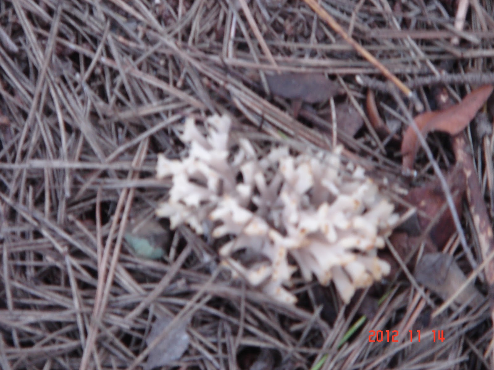 ELS BOLETS DE FERRAN: ELS PEUS DE RATA